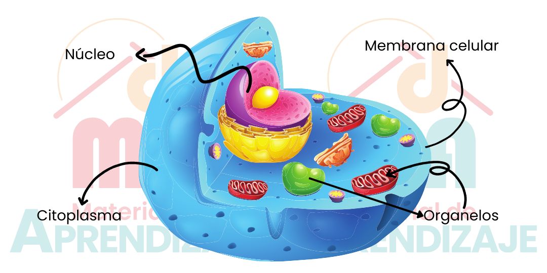 La célula y sus partes principales - 6to grado de primaria. | Material ...